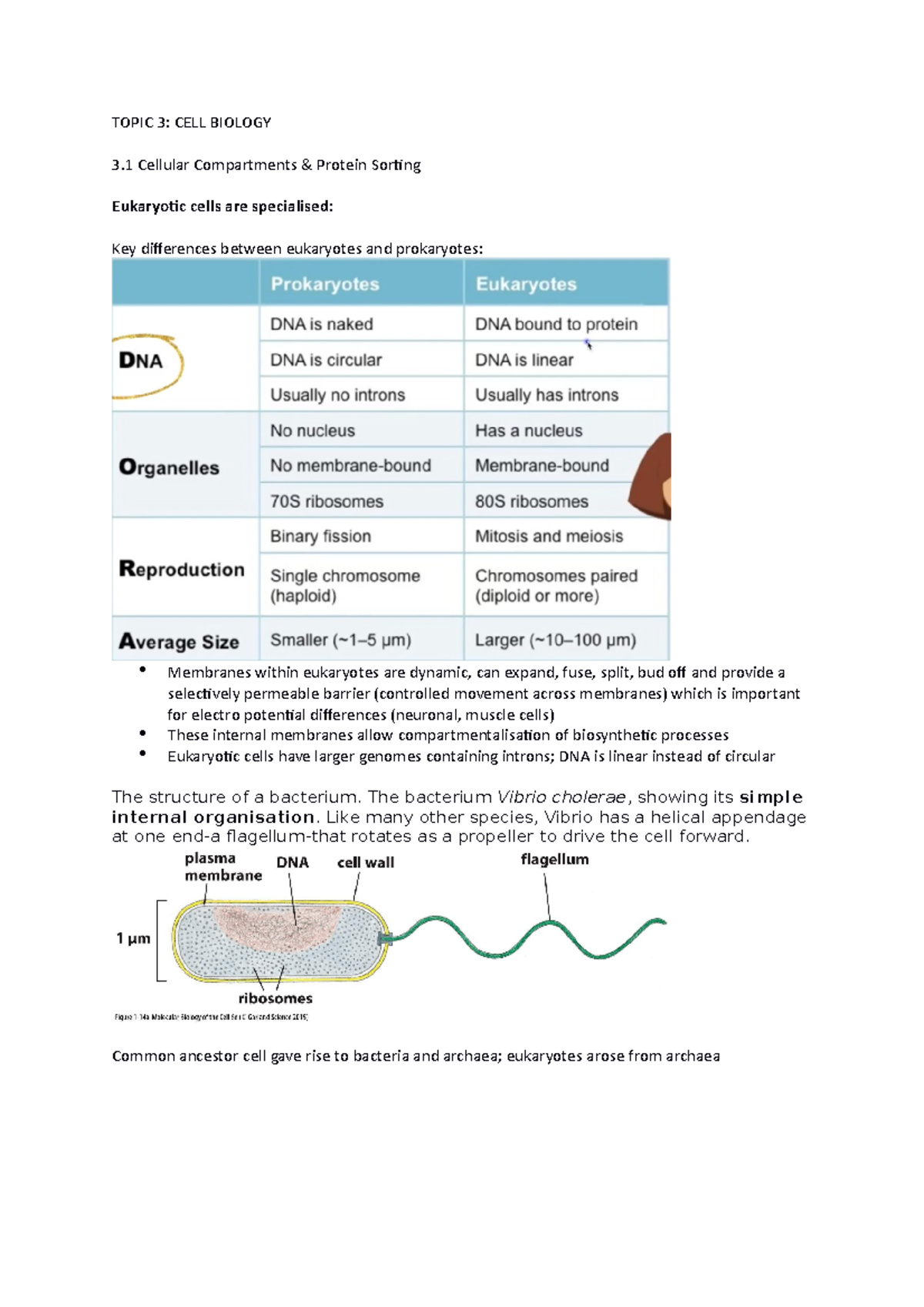 Topic 3 Notes - TOPIC 3: CELL BIOLOGY 3 Cellular Compartments & Protein ...