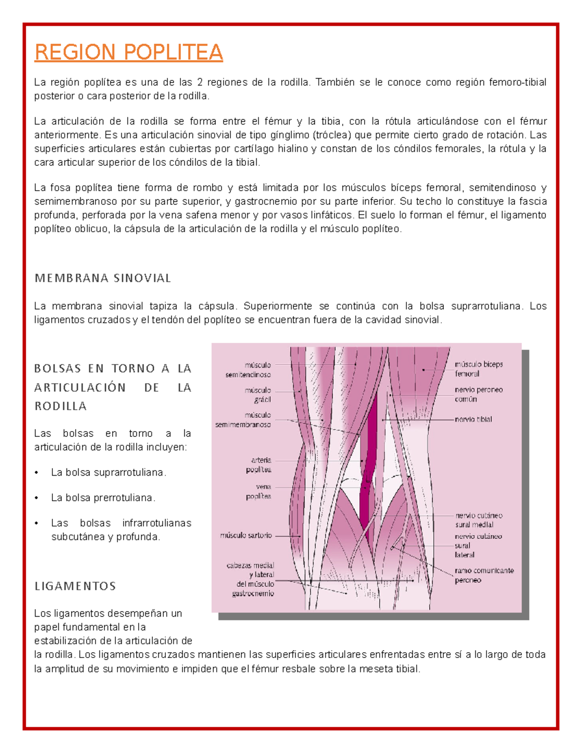 Region Poplitea - Intro y limites - REGION POPLITEA La región poplítea ...