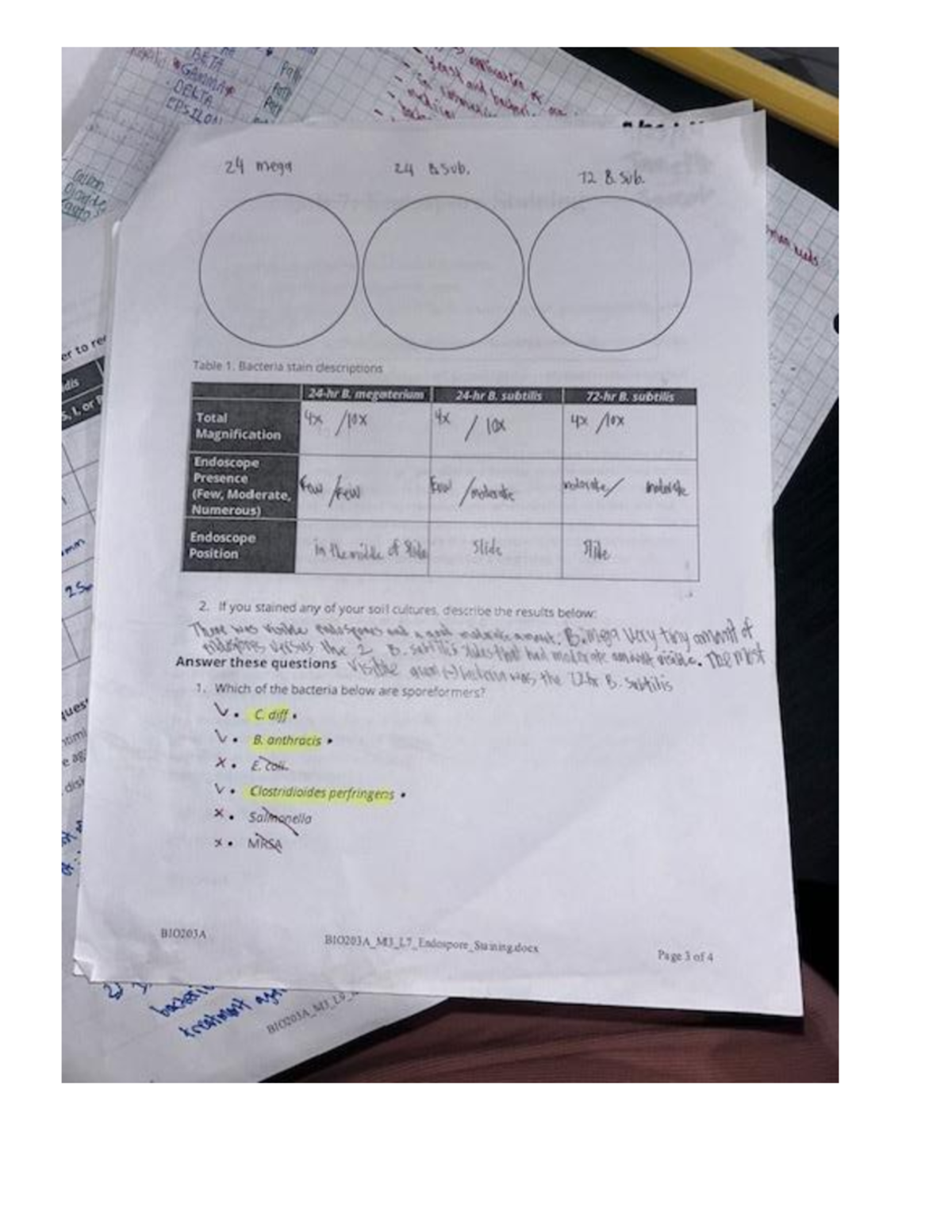 Lab 7 Endospore Staining - LON Mr. 24 mega 24 12 8. Table 1. Bacteria ...