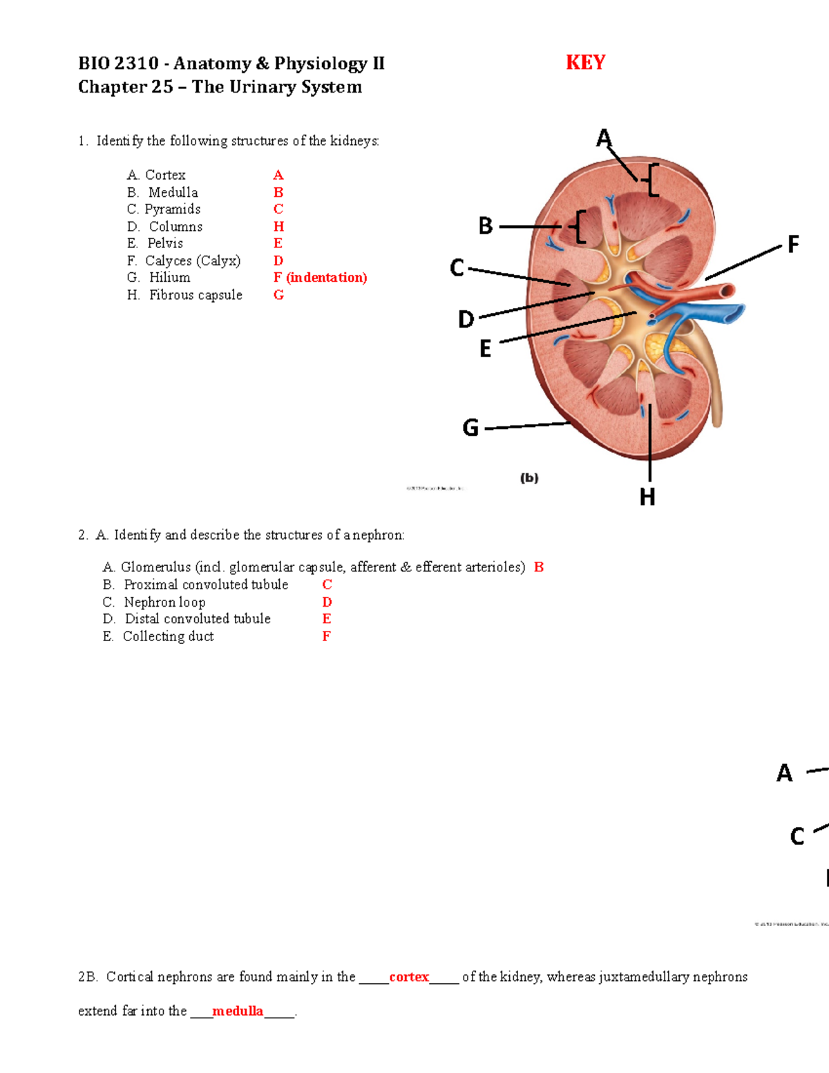 Exam Review Worksheet - Chapter 25 KEY - BIO 2310 - Anatomy ...