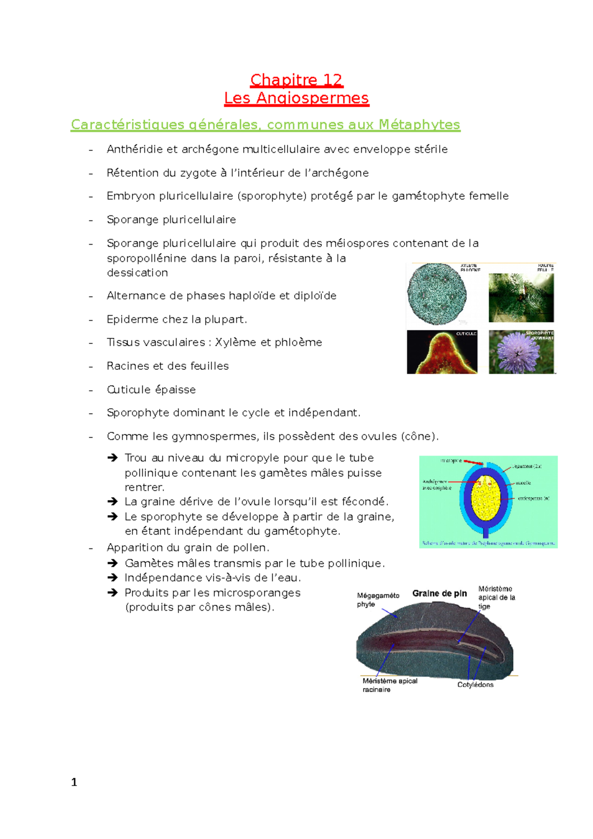 Chapitre 12 - Chapitre 12 Les Angiospermes Caractéristiques générales ...