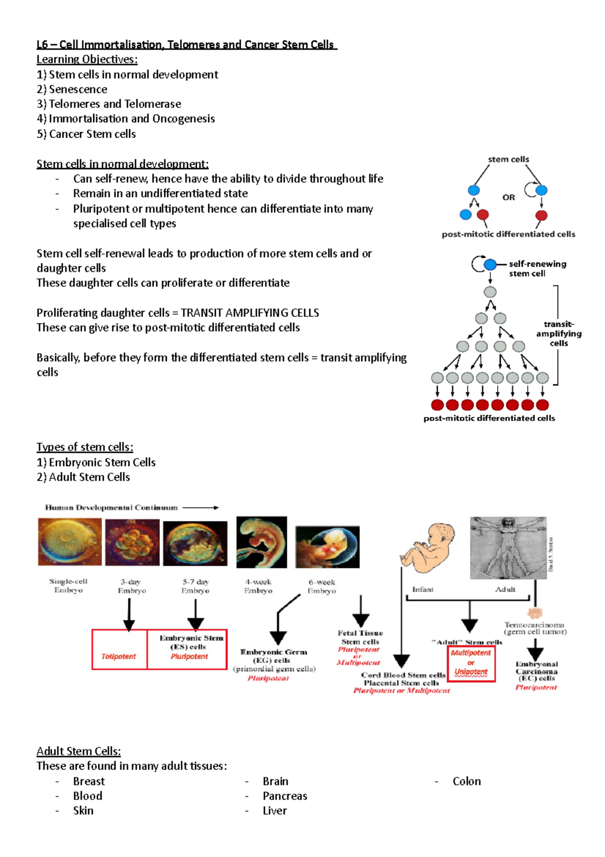 Cell Immortalisation - Cells upregulate 2 key proteins, p16, p21: these ...