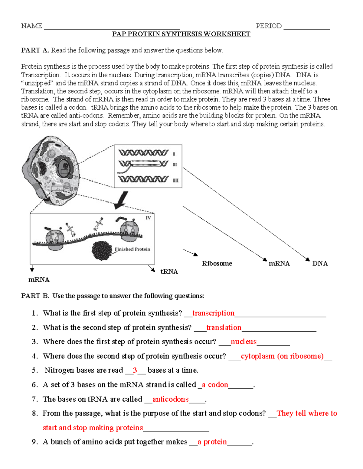 BIO-Protein Synthesis Worksheet - NAME ...