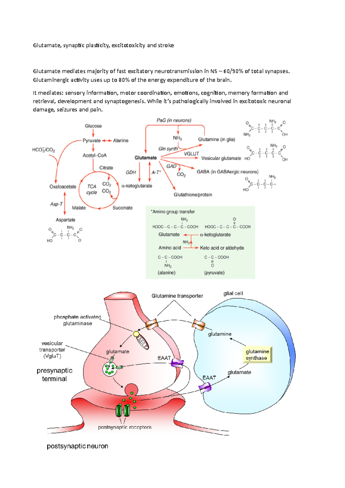 Glutamate, excitotoxicity and stroke - Glutamate, synapic plasicity ...