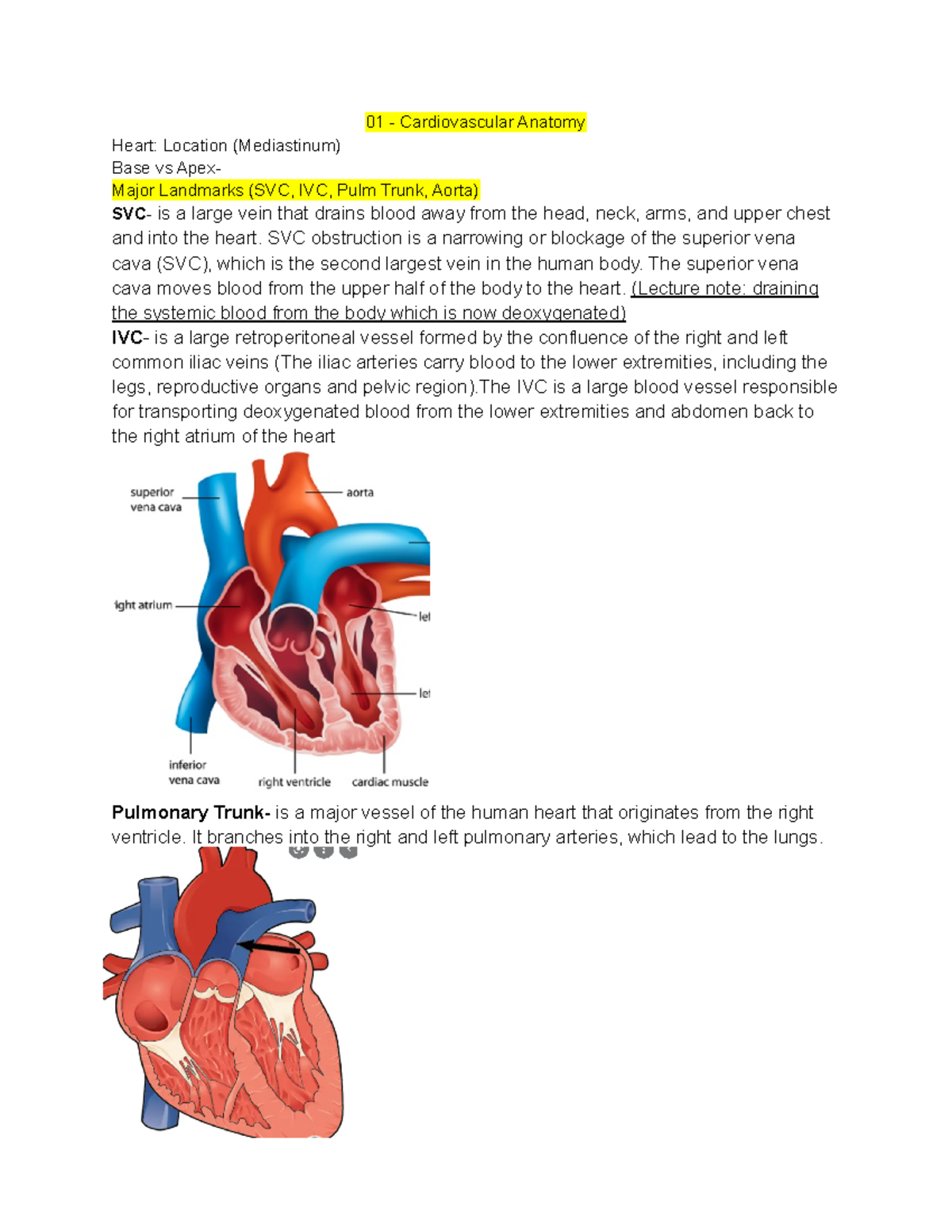 Cardiovascular Anatomy Heart: Location Landmarks Chambers Valves ...