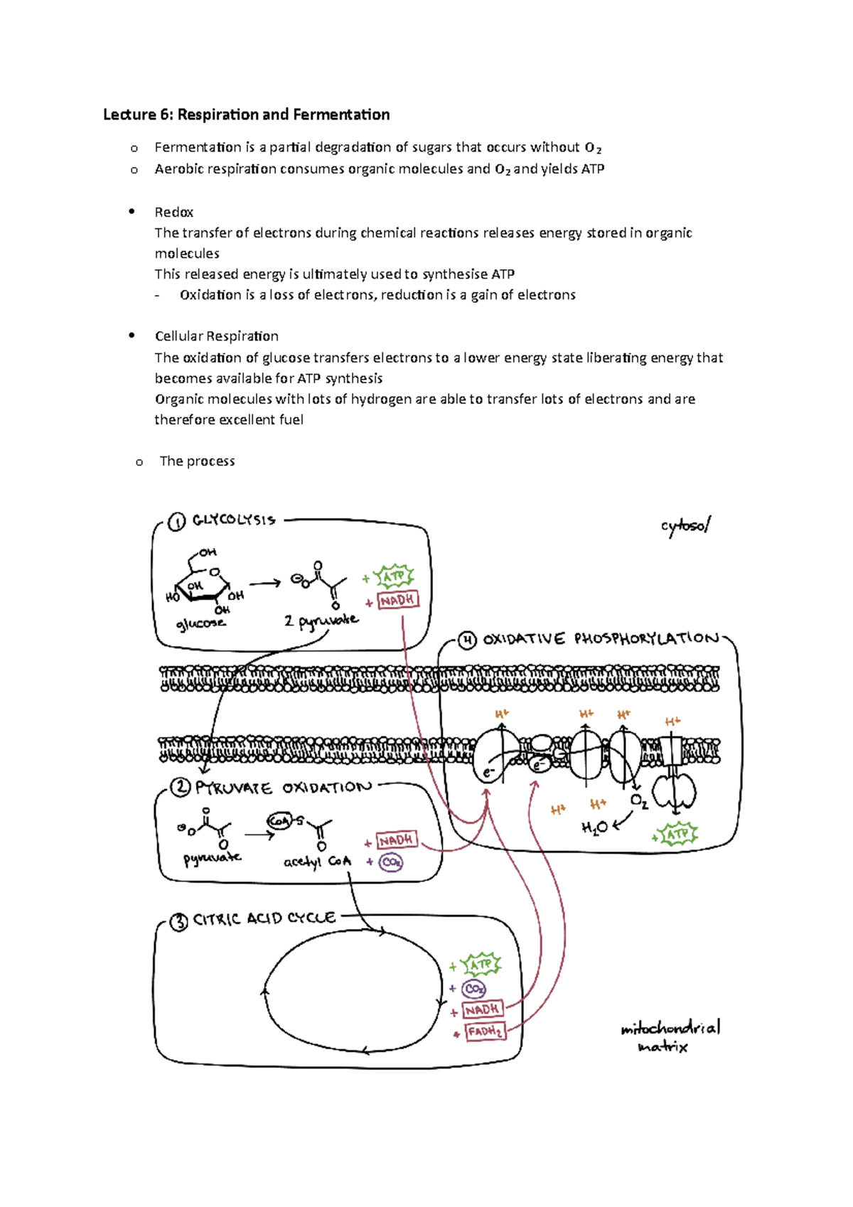 Lecture 6 Respiration And Fermentation Lecture 6 Respiration And lecture-6-respiration-and-fermentation-lecture-6-respiration-and