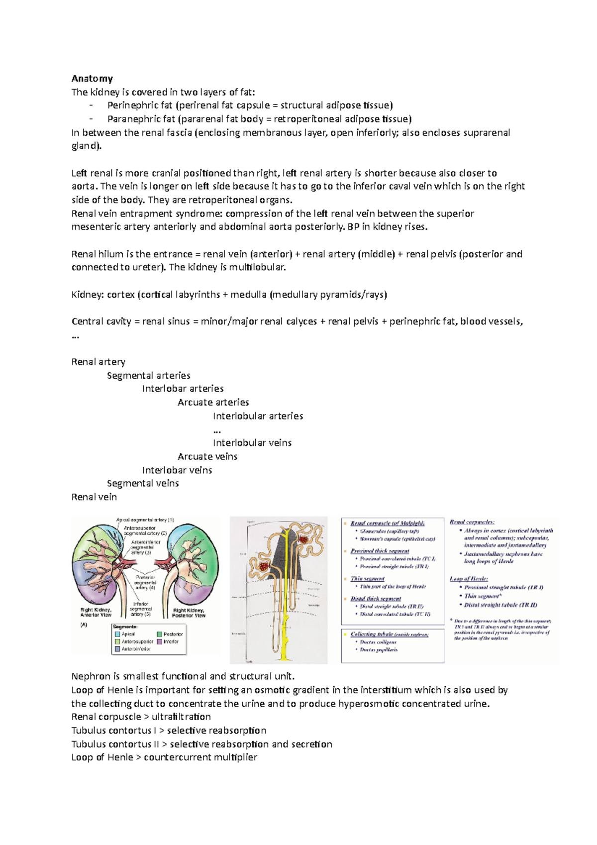 PBC part 2 - Lectures part 2 - Anatomy The kidney is covered in two ...