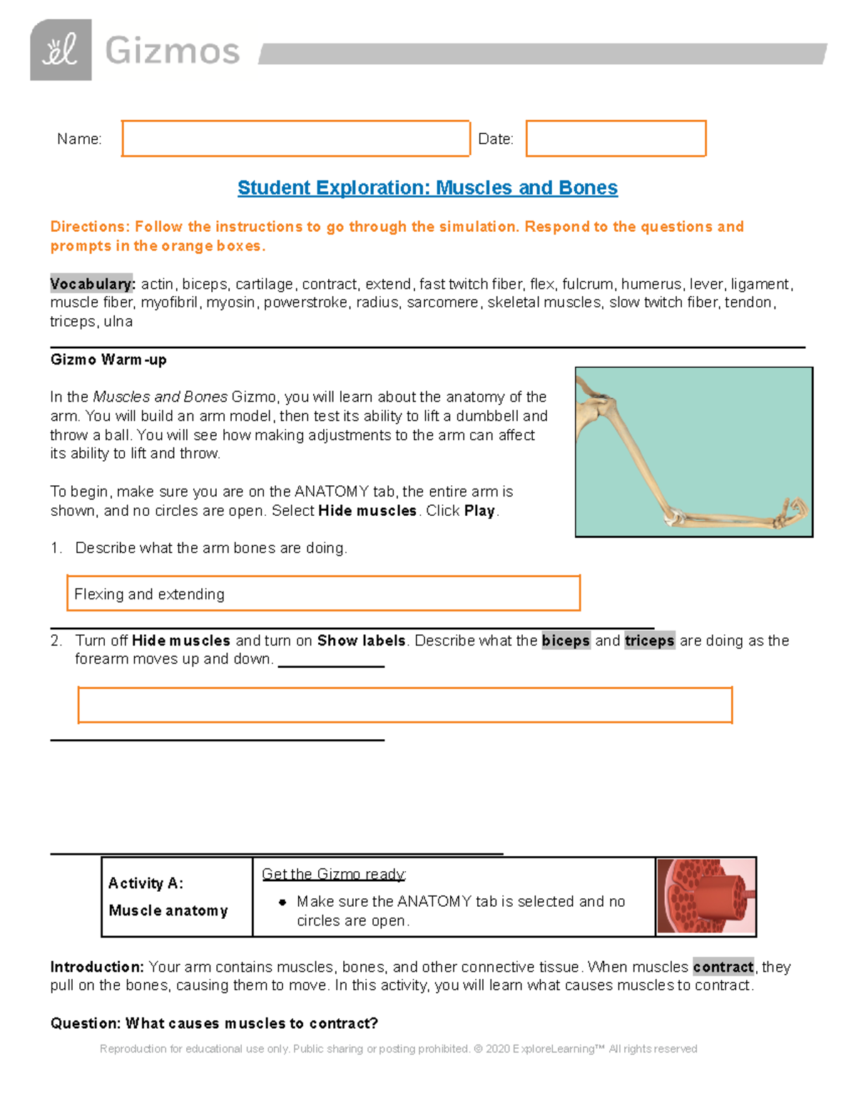Muscles Bones SE Virtual Lab - Name: Date: Student Exploration: Muscles ...