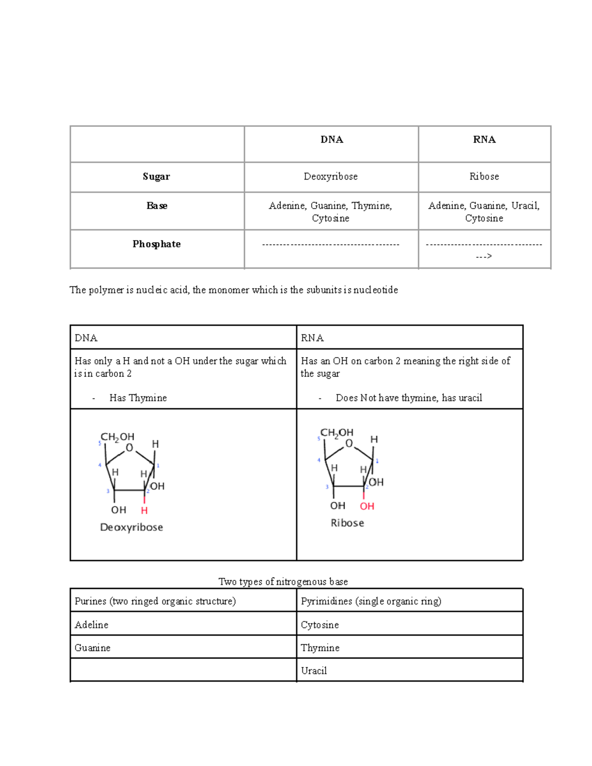Biology quiz Grade 12 - DNA RNA Sugar Deoxyribose Ribose Base Adenine ...