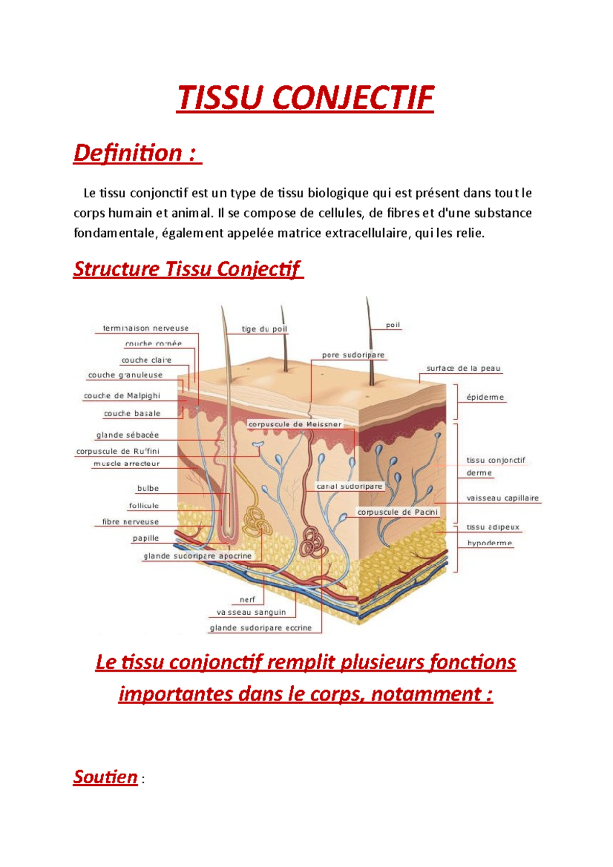 Tissu conjonctif - Il se compose de cellules, de fibres et d'une ...