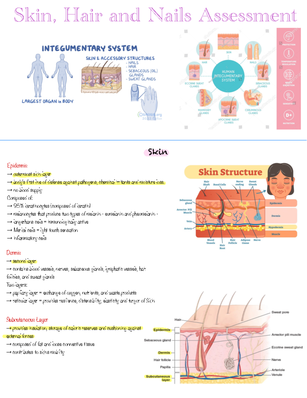 CH 11 Skin, Hair And Nails Assessment - Skin, Hair and Nails Assessment ...