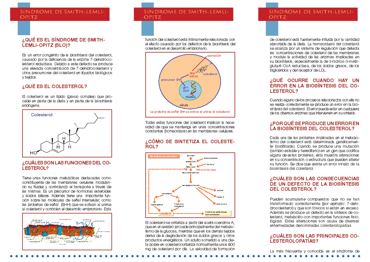 Smith Folleto WOW - ¿CUÁLES SON LAS FUNCIONES DEL CO- LESTEROL? Tiene ...