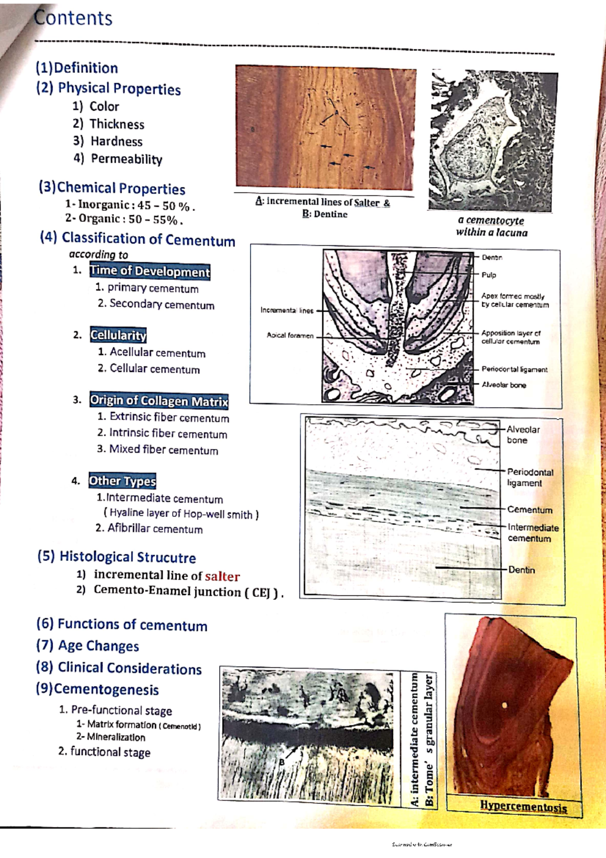 Cementum - Oral biology - Oral Biology I - Studocu