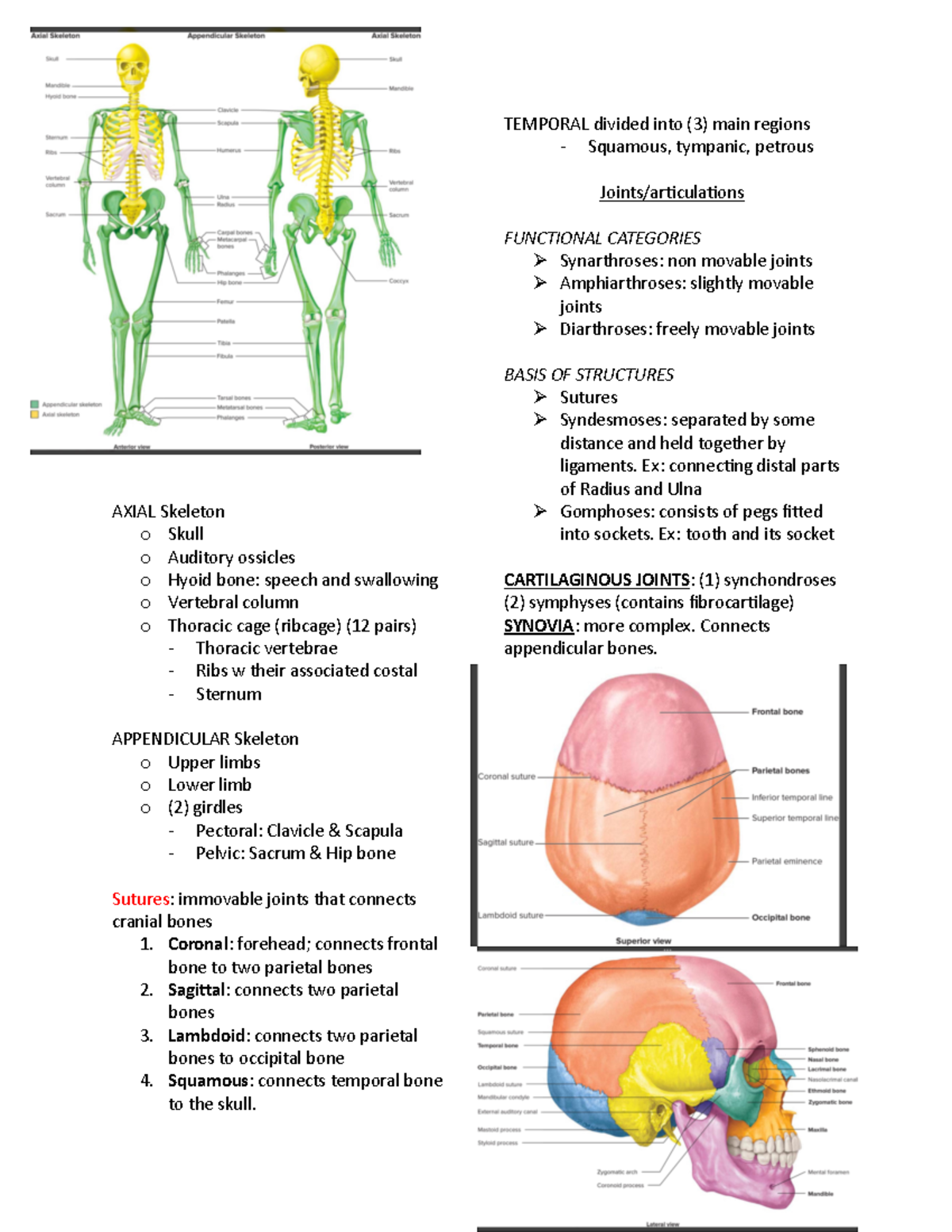 Skeletal system reviewer - AXIAL Skeleton o Skull o Auditory ossicles o ...