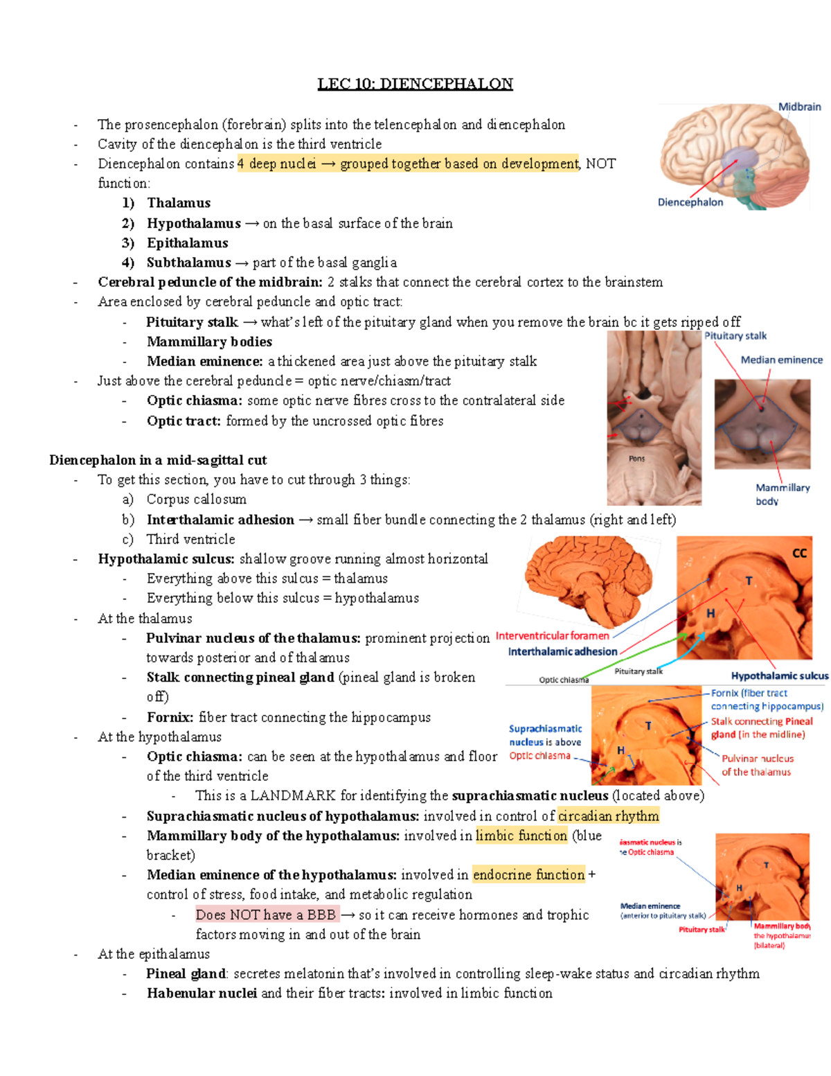 Diencephalon: Structure and Functions - Studocu