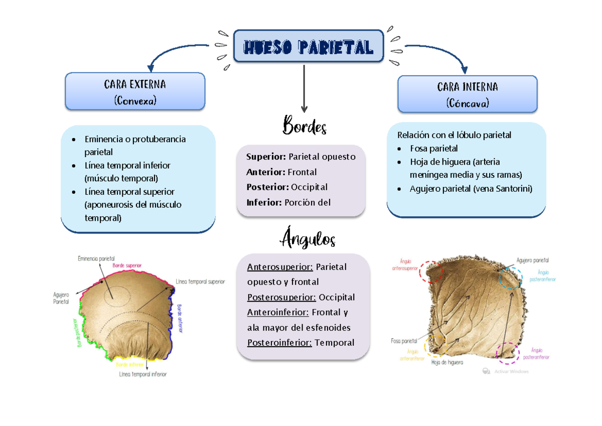 Hueso parietal y etmoides PDF - HUESO PARIETAL CARA EXTERNA (Convexa ...