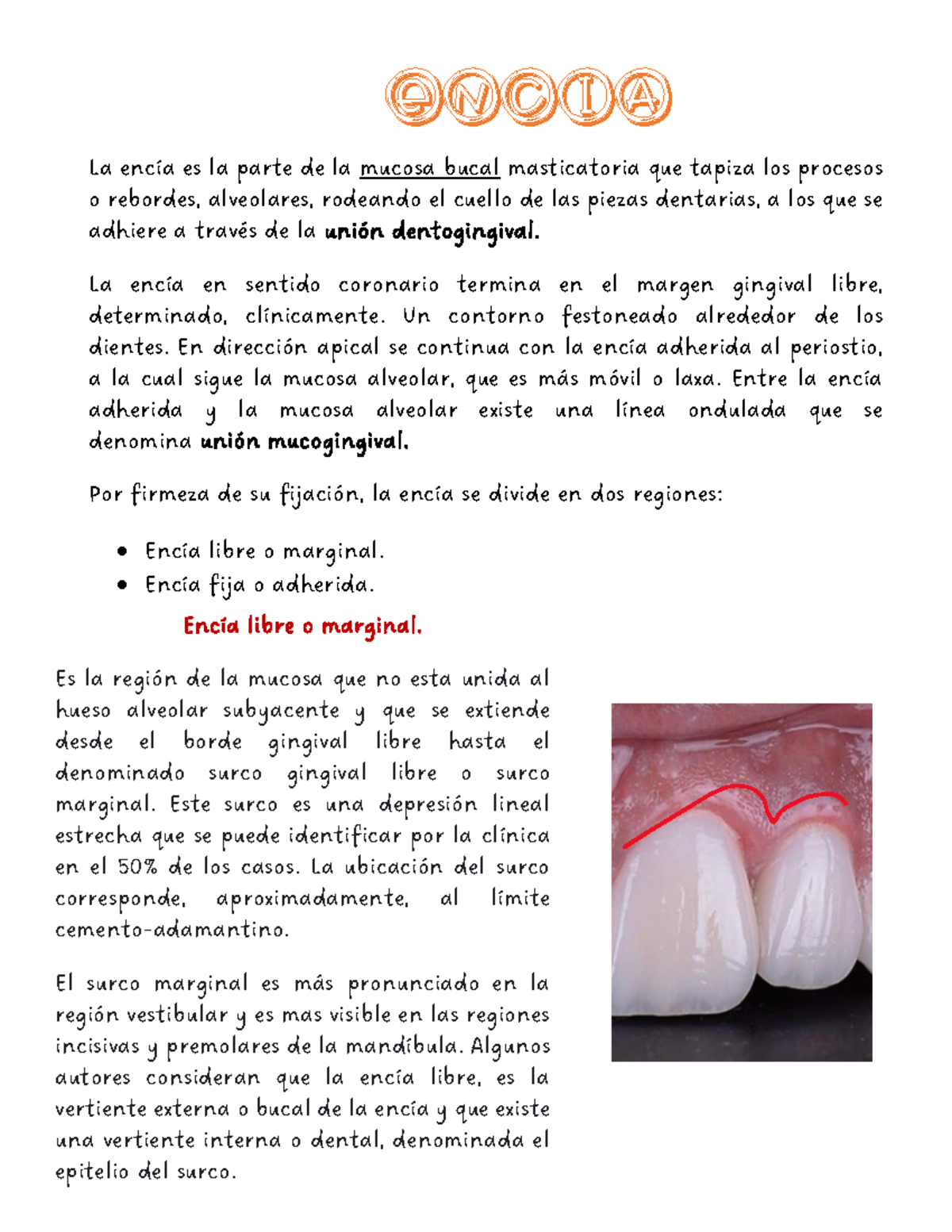 Encia - resumen - La encía es la parte de la mucosa bucal masticatoria ...