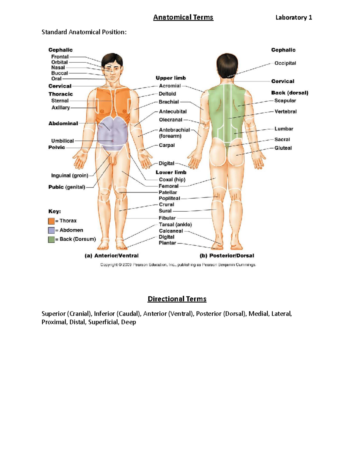 Body Orientation, Cells Outline 4-25-19 - Anatomical Terms Laboratory 1 ...
