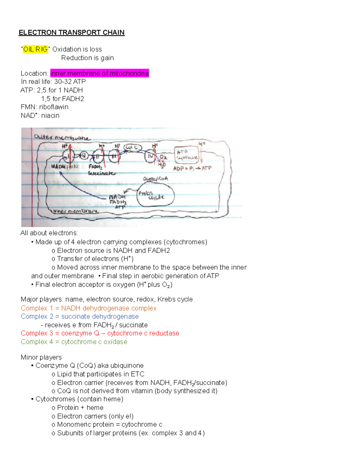 Electron Transport Chain - ELECTRON TRANSPORT CHAIN