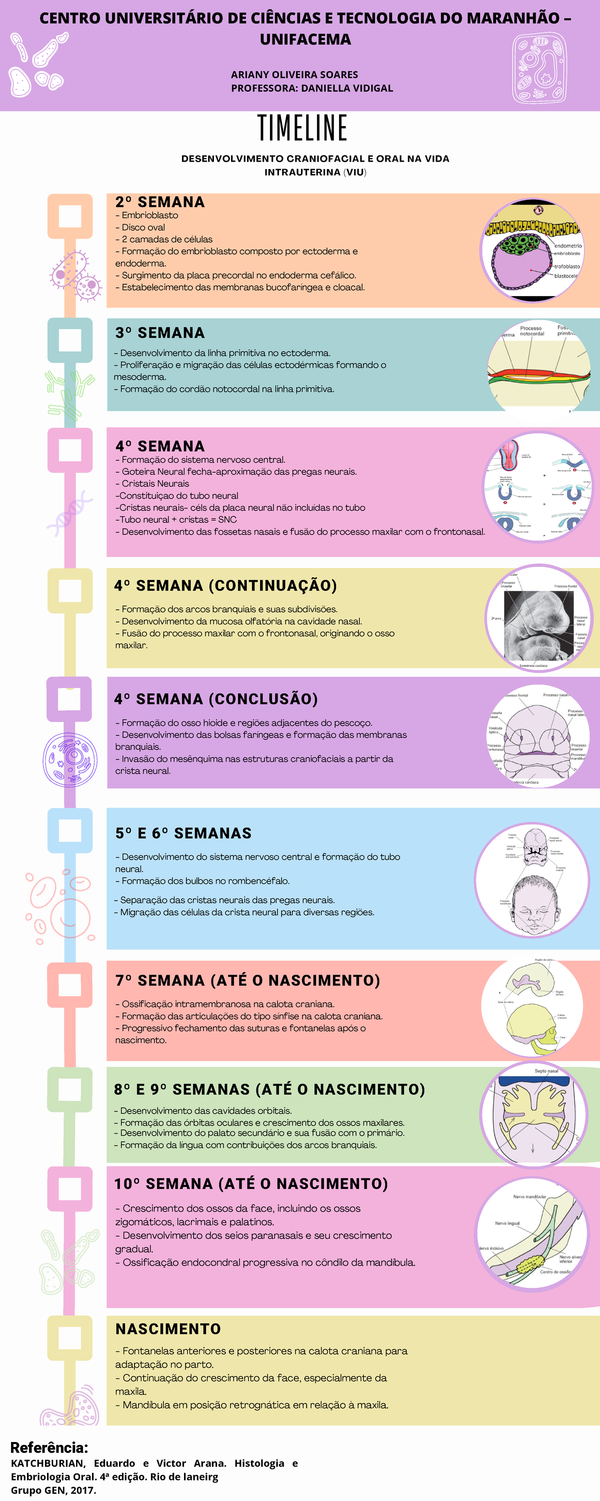 Timiline ary - Fases da embriogênese - 5º E 6º SEMANAS 7º SEMANA (ATÉ O ...