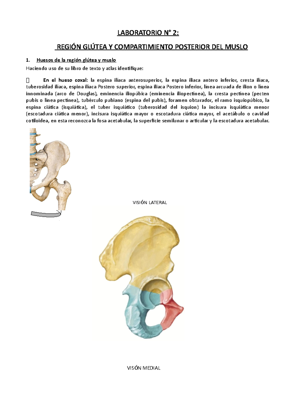 Laboratorio 2 Región Glútea Y Compartimiento Posterior DEL Muslo ...