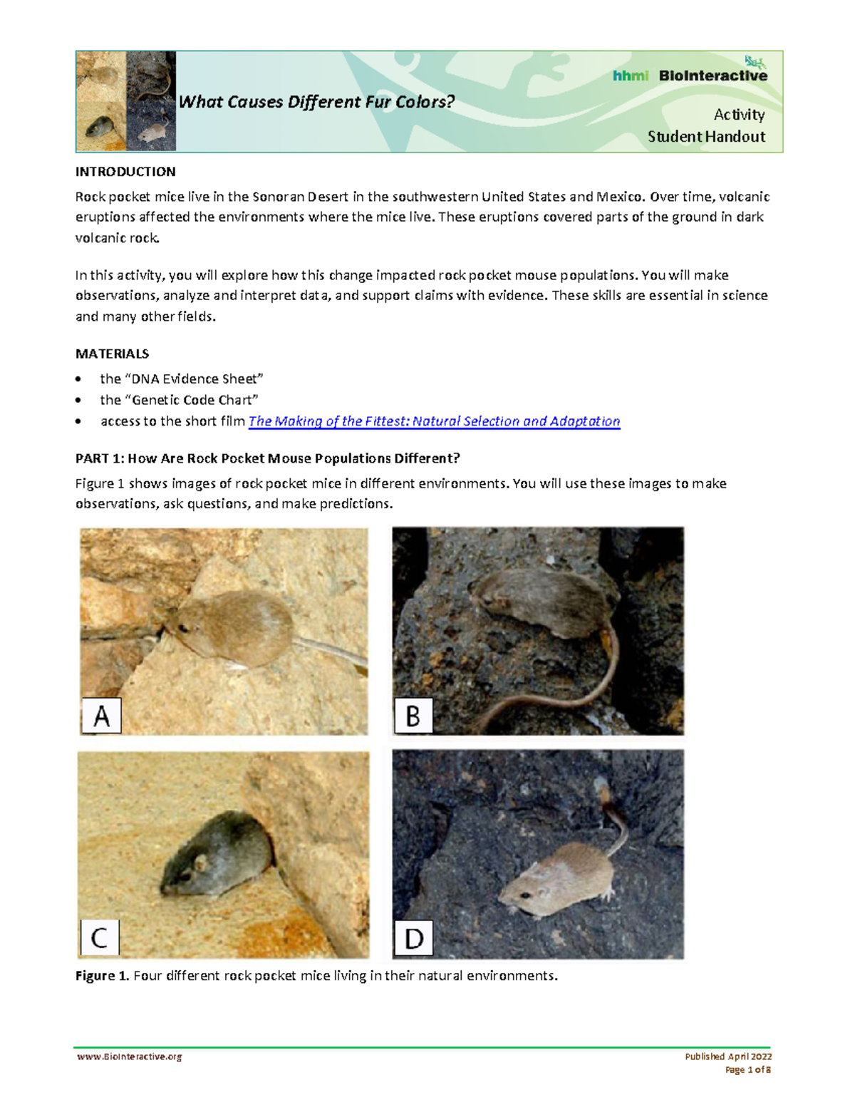 Diff Fur Colors-Student HO-act - BioInteractive Published April 2022 ...