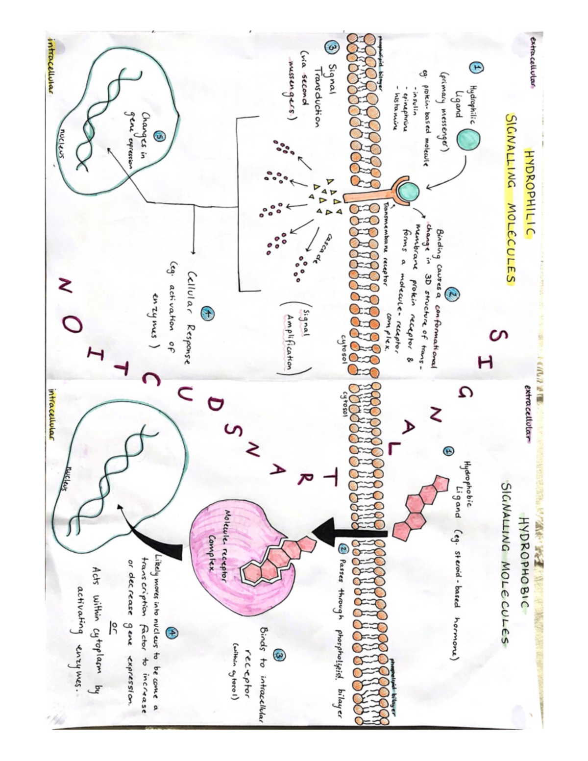 Signal transduction - Studocu