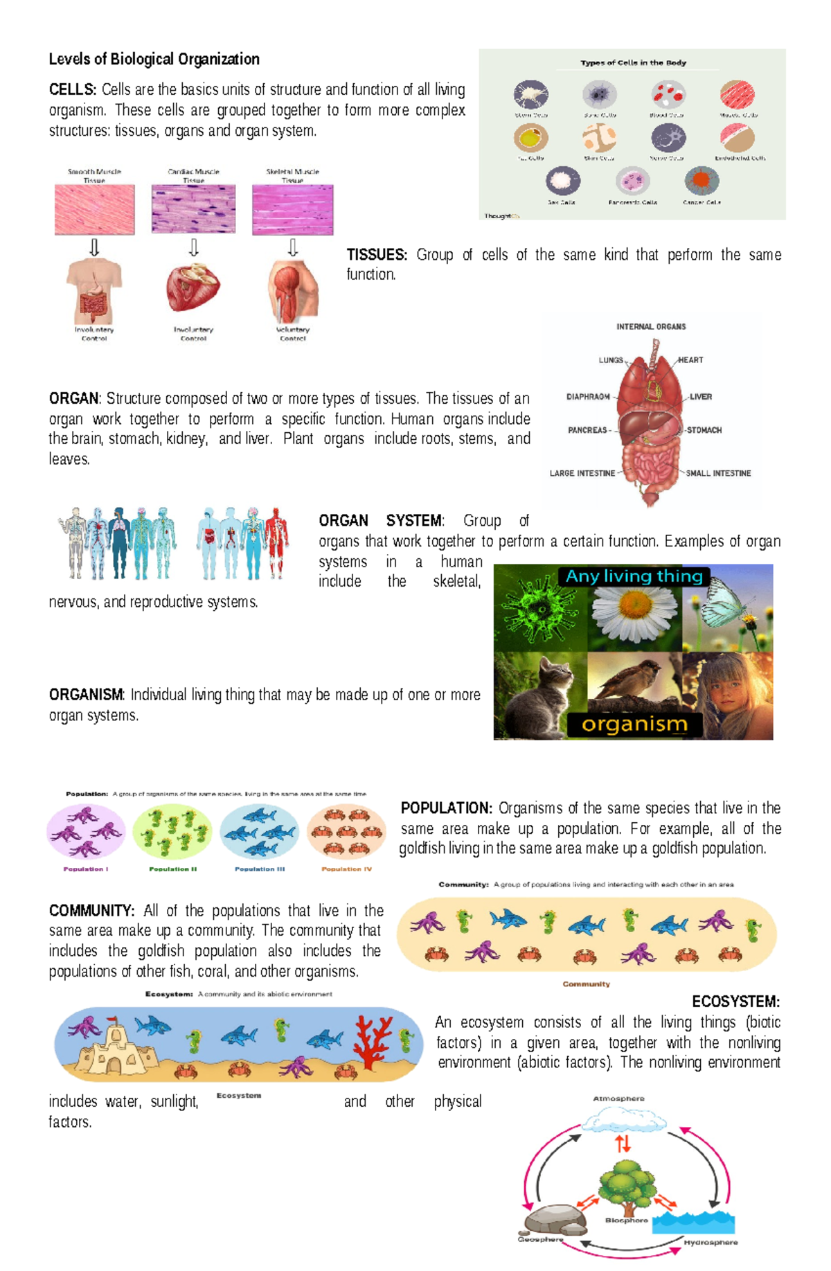 Levels of Biological Organization - These cells are grouped together to ...