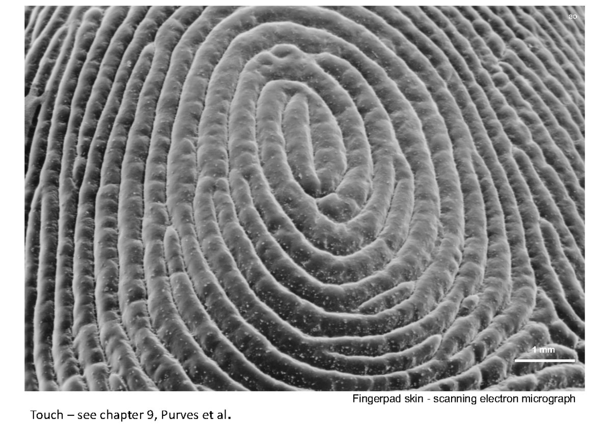 10 Tactile sensation and perception - 1 mm Fingerpad skin - scanning ...