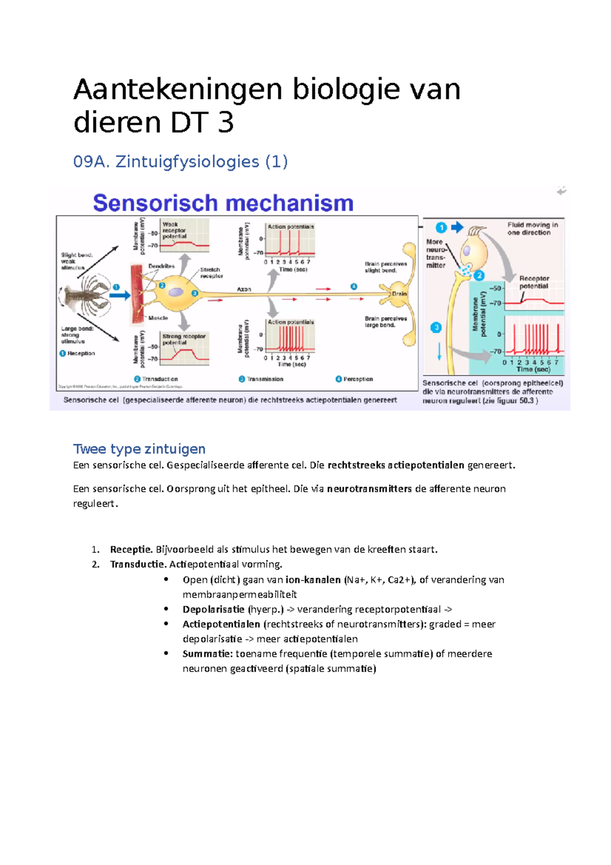 Aantekeningen biologie van dieren DT 3 - Zintuigfysiologies (1) Twee ...