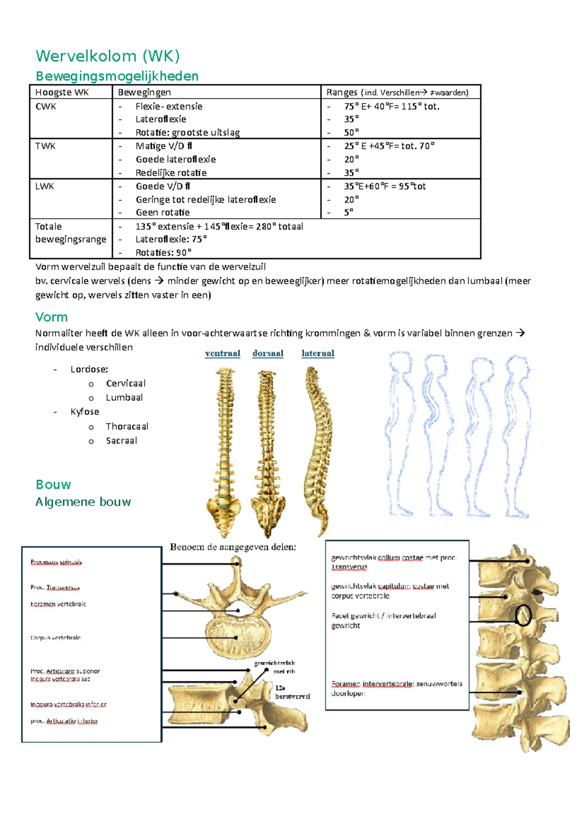 Wervel kolom - Wervelkolom (WK) Bewegingsmogelijkheden Hoogste WK ...