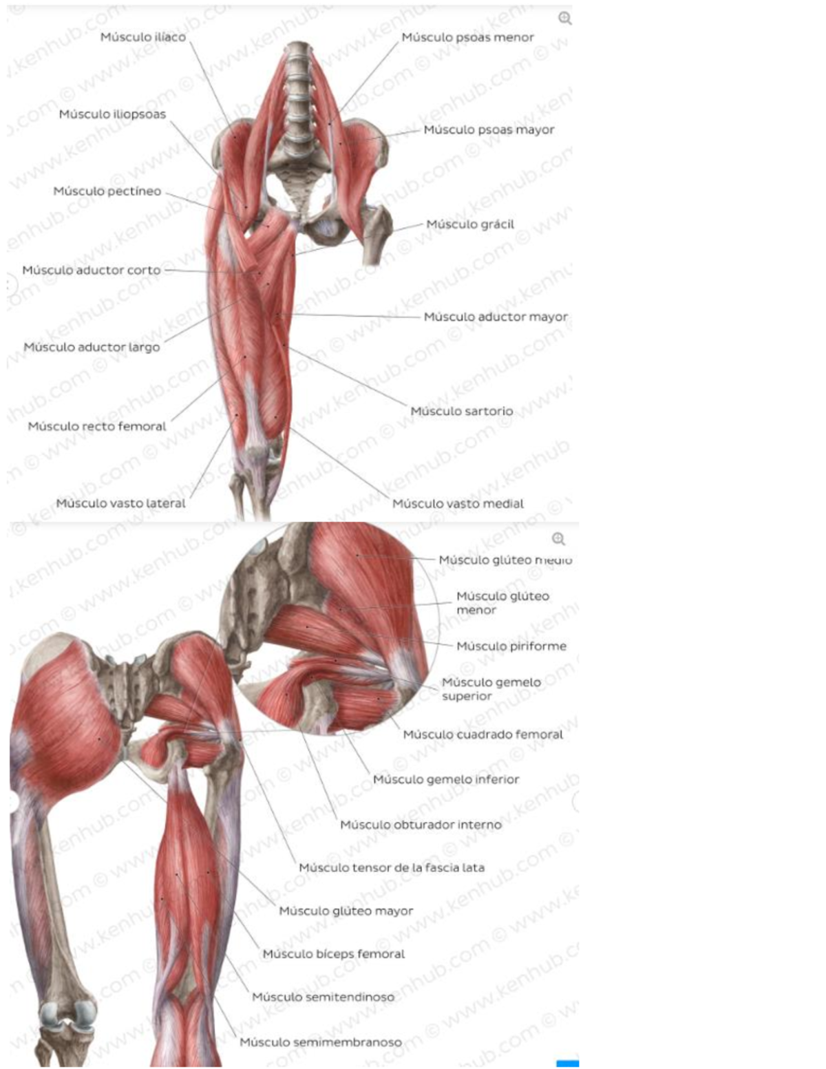 Musculos miembro inferior - Anatomia y fisiologia - Studocu