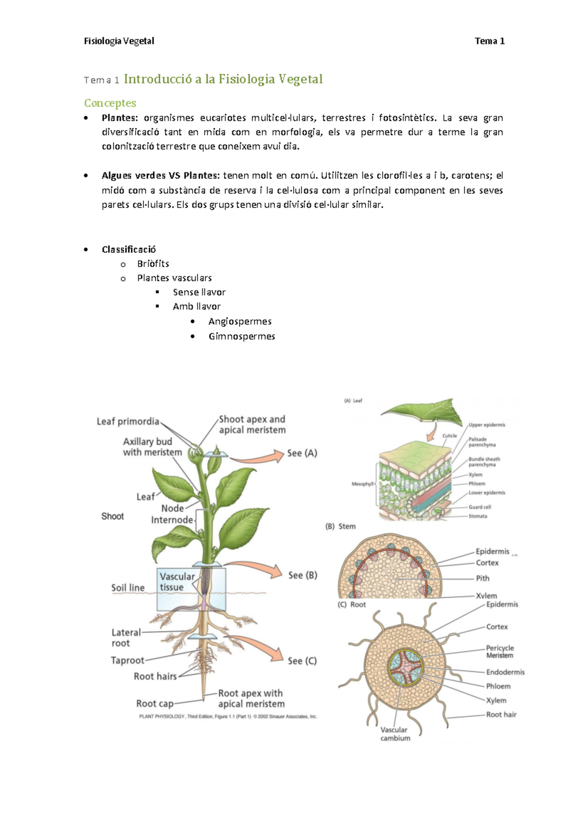 Tema 1 Introducció - Fisiologia Vegetal Tema 1 Tema 1 Introducció a la ...