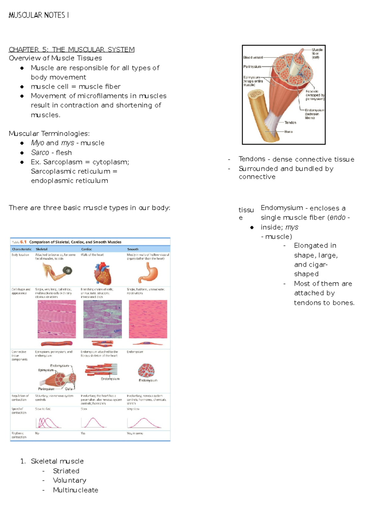 Anaphy Muscular System - MUSCULAR NOTES I CHAPTER 5: THE MUSCULAR ...