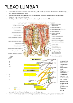 Musculos del dorso - Anatomia clinica / Clinical Anatomy - Múscul de ...