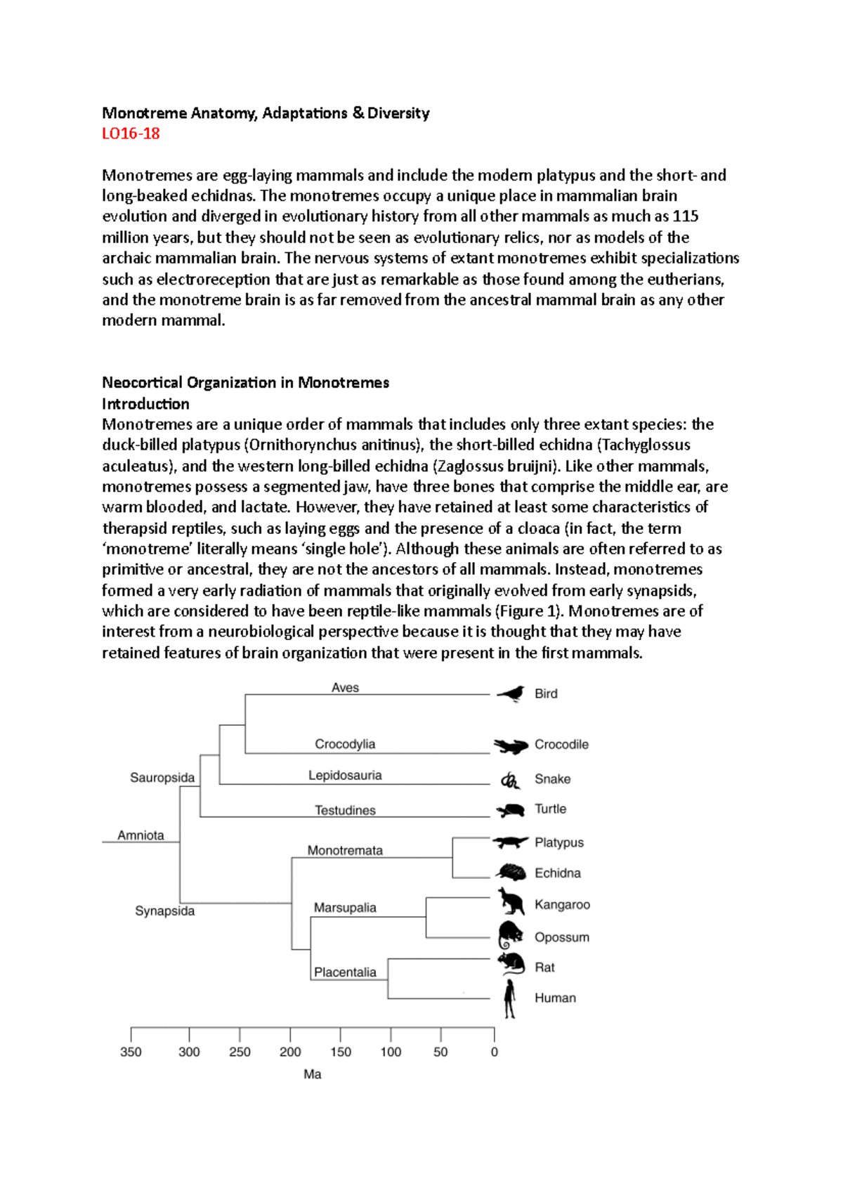 Monotreme Anatomy, Diversity & Adaptations - Monotreme Anatomy ...