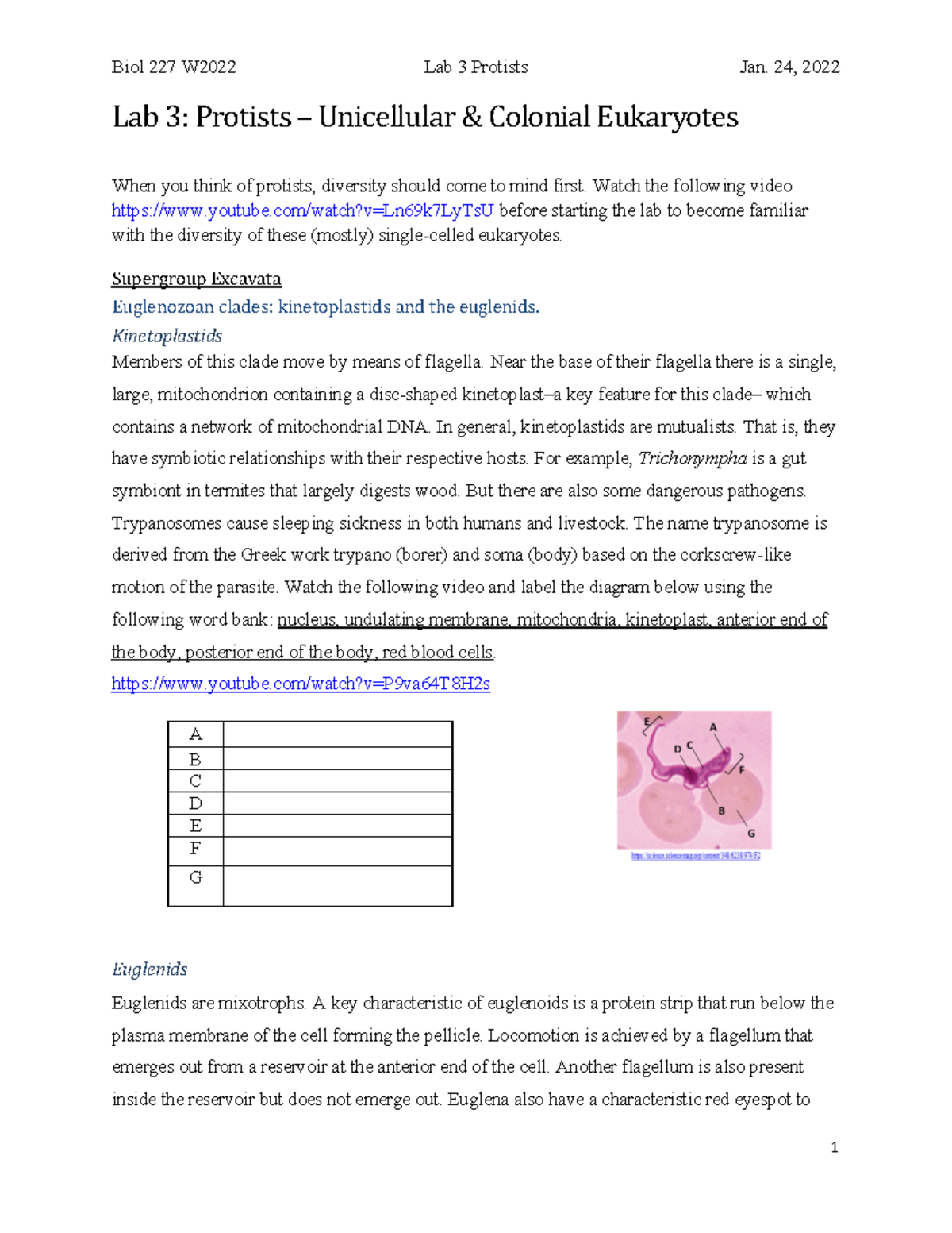 Lab3 Protist 2214. - need for the final - Lab 3: Protists – Unicellular ...