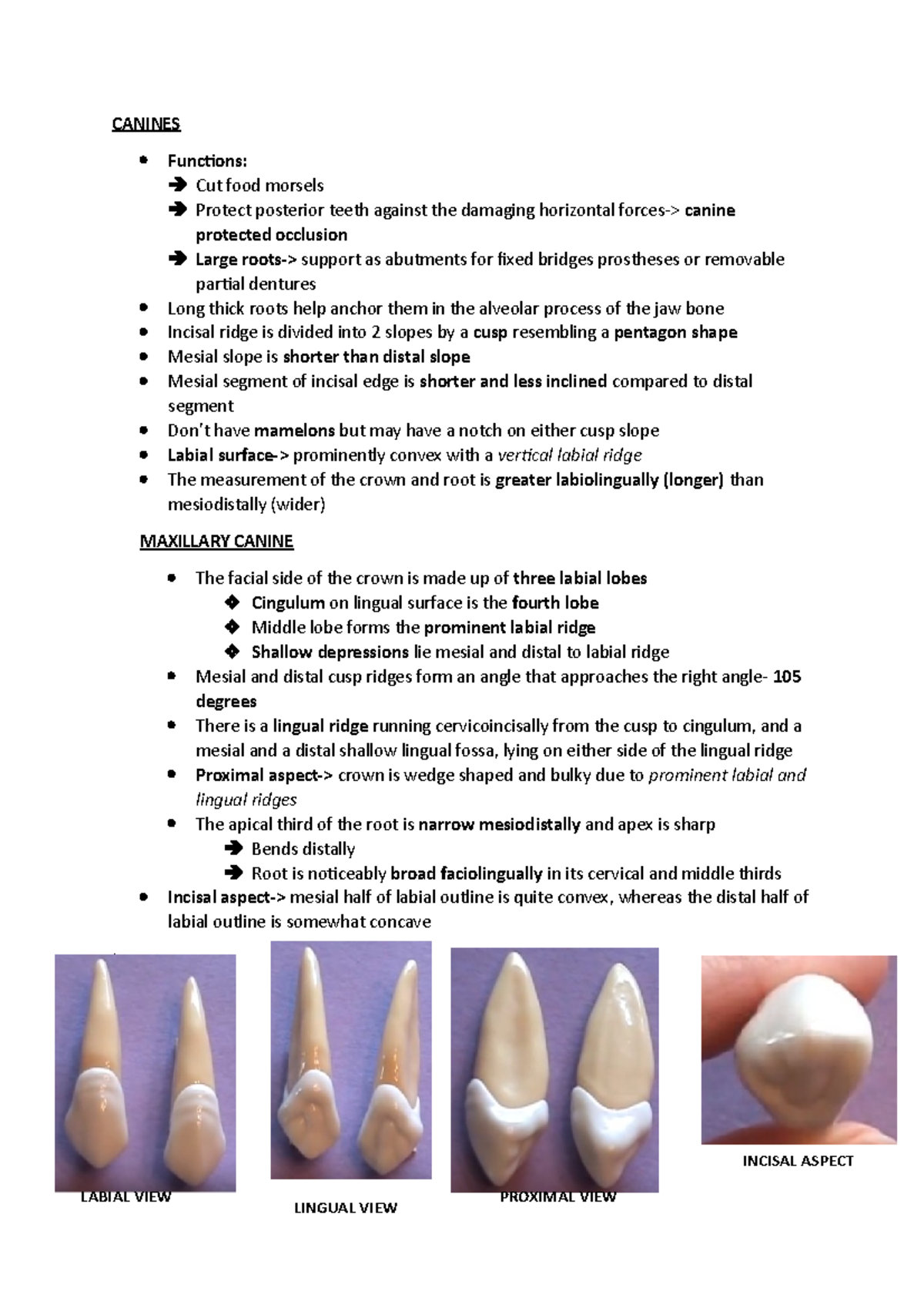 Canines Maxillary AND Mandibular - CANINES Functions: Cut food morsels ...