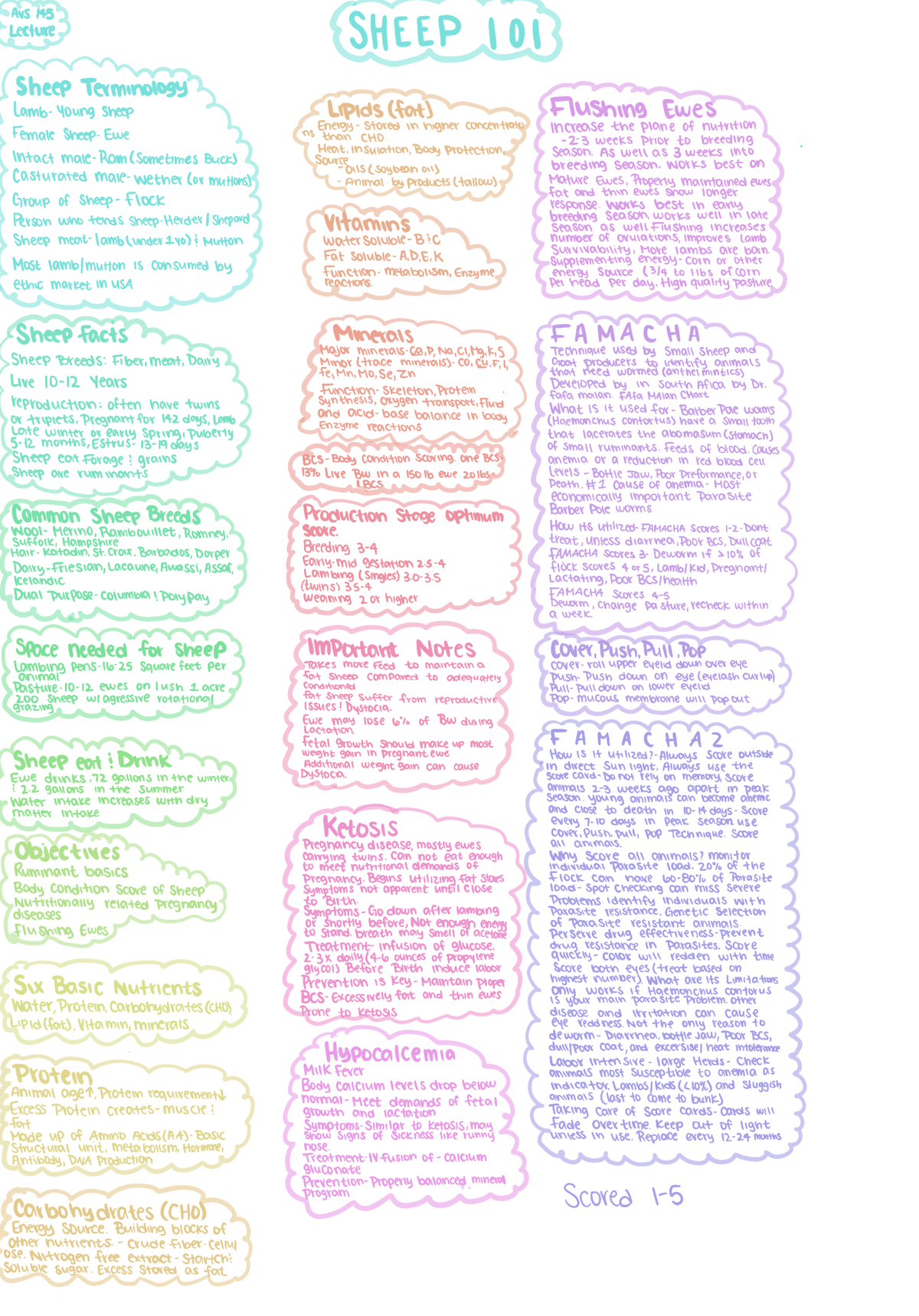 Sheep 101 - Dr.Colt Knights Intro to Animal Science AVS 145 - AVS 145 ...