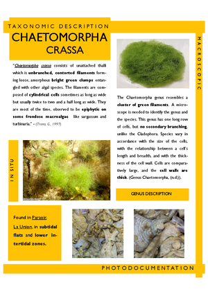 Hormophysa - Enteromorpha - TA X O N O M I C D E S C R I PT I O N ...