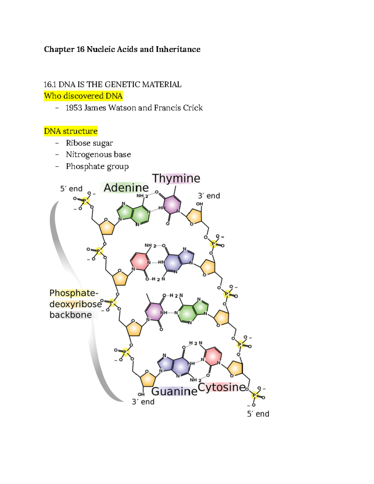 Chapter 16 Nucleic Acids and Inheritance - Chapter 16 Nucleic Acids and ...