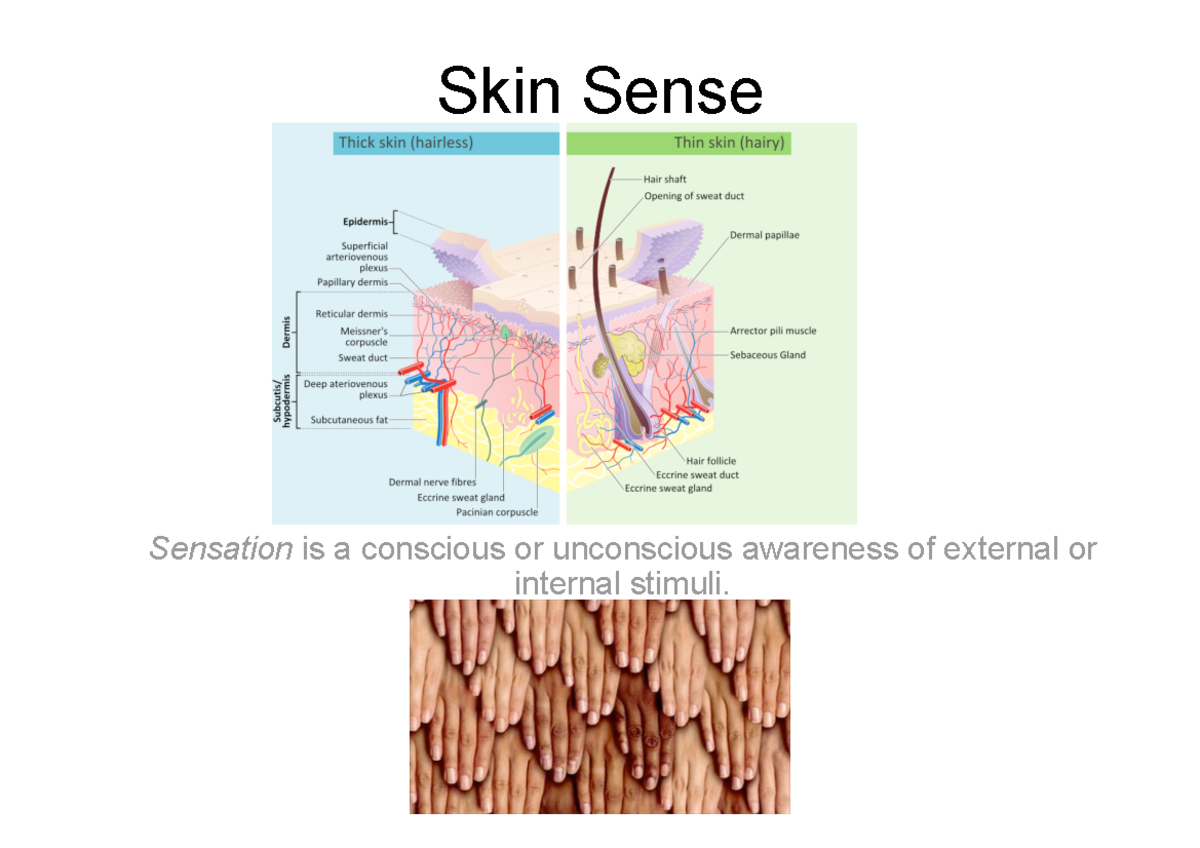Ophthalmic Anatomy and Physiology - Skin Senses Lecture Notes - Skin ...