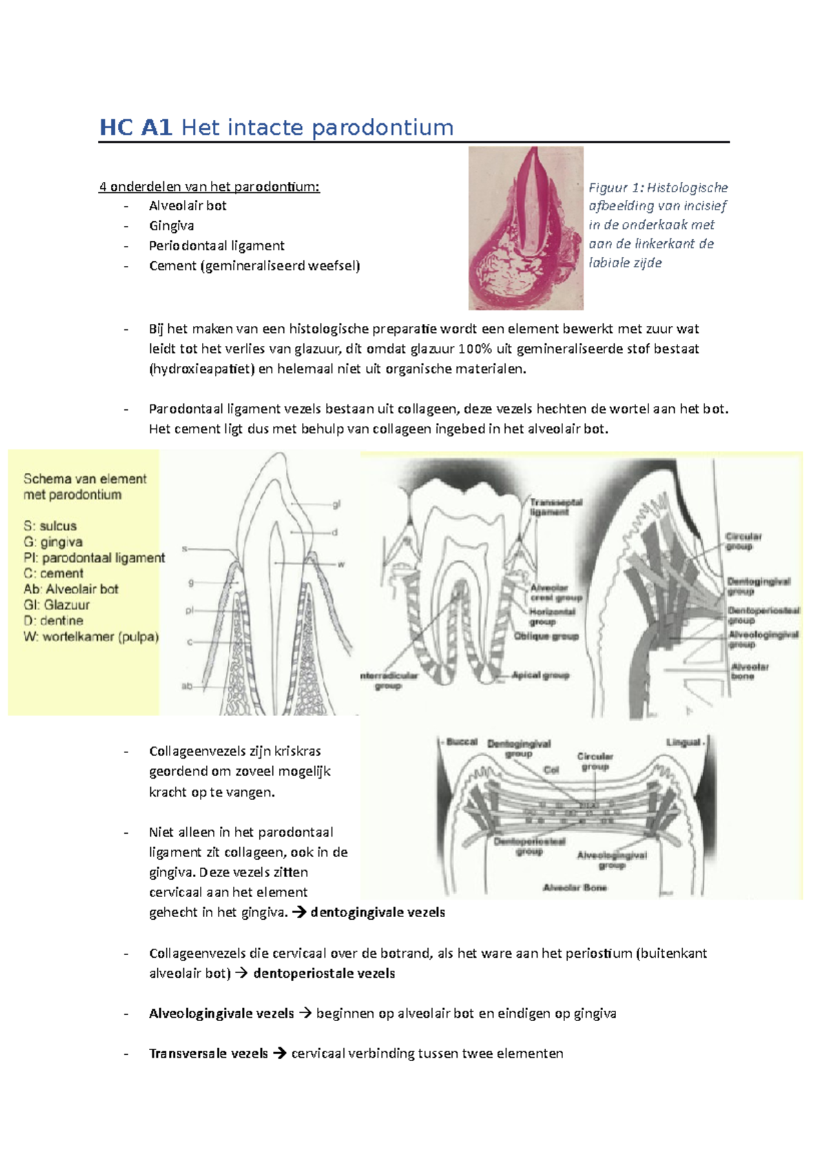 HC A1 Het intacte parodontium - Parodontaal ligament vezels bestaan uit ...