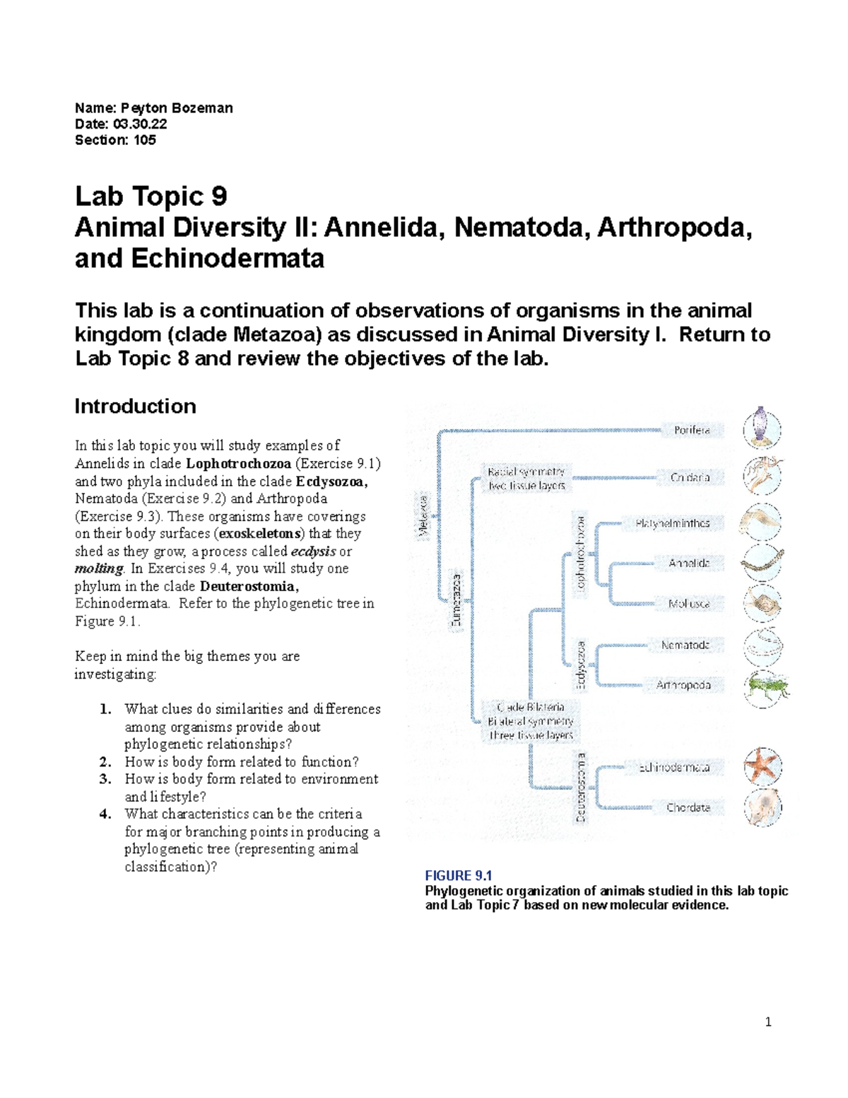 Experiment 9 Lab Report - Name: Peyton Bozeman Date: 03. Section: 105 ...