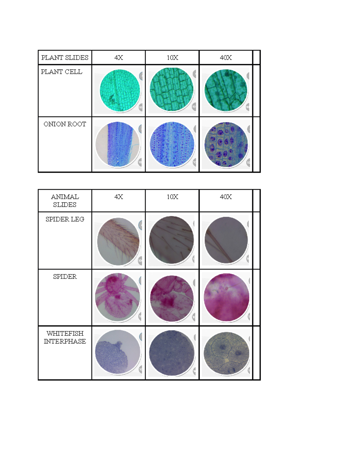 Plant Slides - PLANT SLIDES 4X 10X 40X PLANT CELL ONION ROOT ANIMAL 4X ...
