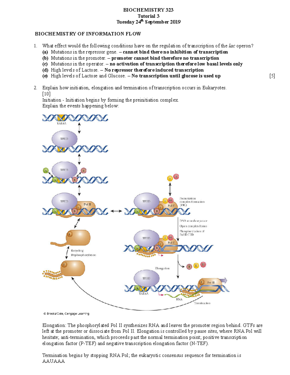 Tutorial 3 Transcription and Translation and Memo - BIOCHEMISTRY 323 ...