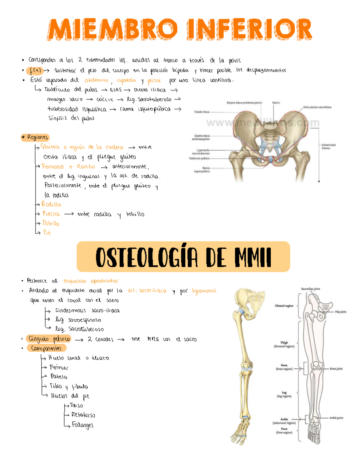 Miembro Inferior - ####### MIEMBRO INFERIOR Osteología De mmii ...