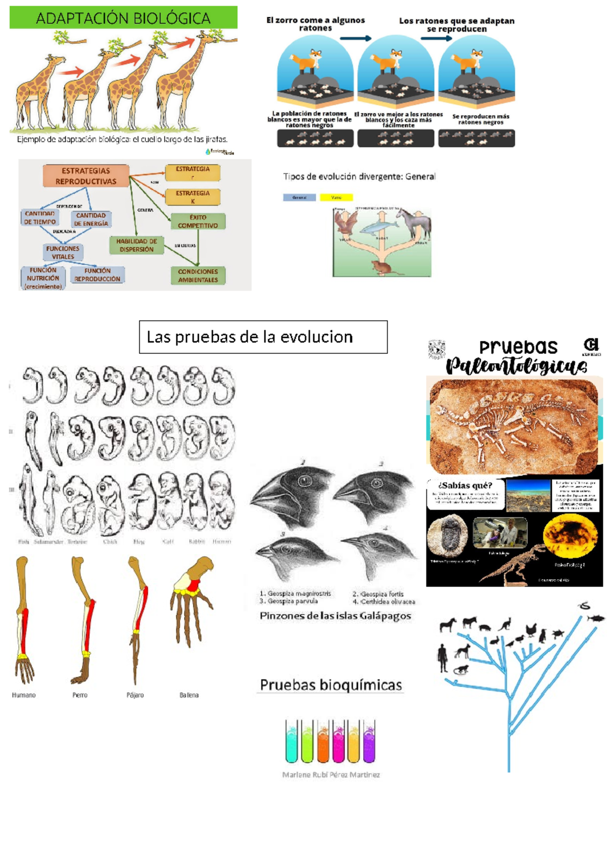 Doc5 - apuntes de la evolucion geologica - Biología Básica - Las ...