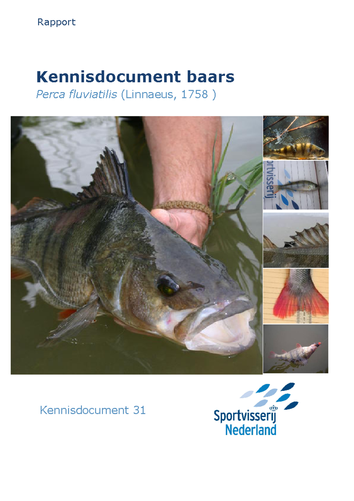 Baars kennisdoc def - A interesting article about a fish kind that ...