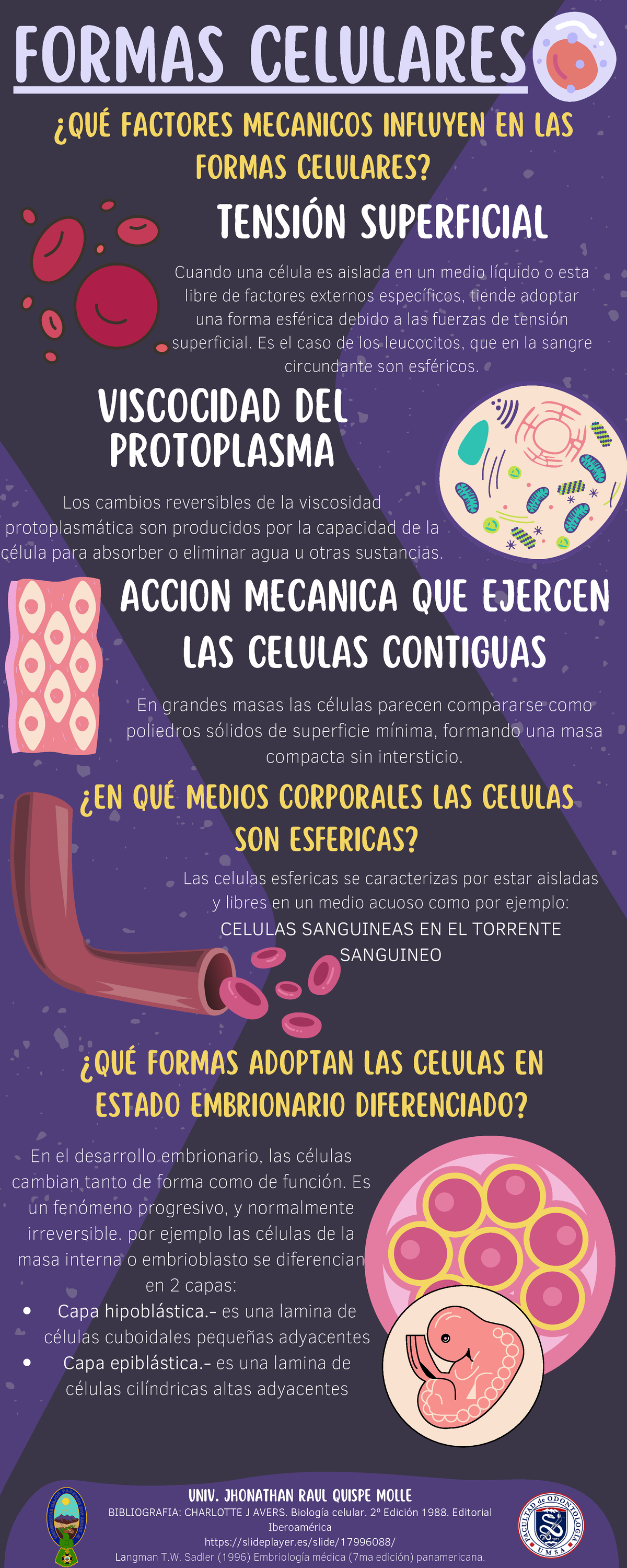 Formas Celulares - FORMAS CELULARES ¿QUÉ FACTORES MECANICOS INFLUYEN EN ...